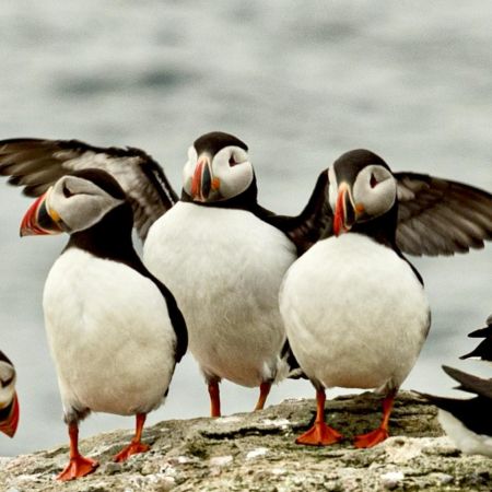 Rosing Fotografie – Norbert Rosing - Fotograf